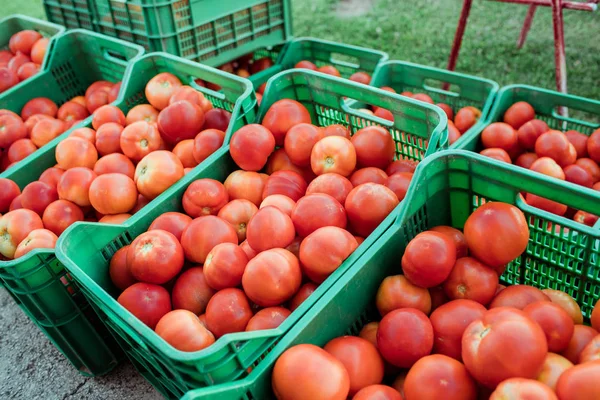 Fresh picked tomatoes Stock Photos, Royalty Free Fresh picked tomatoes ...