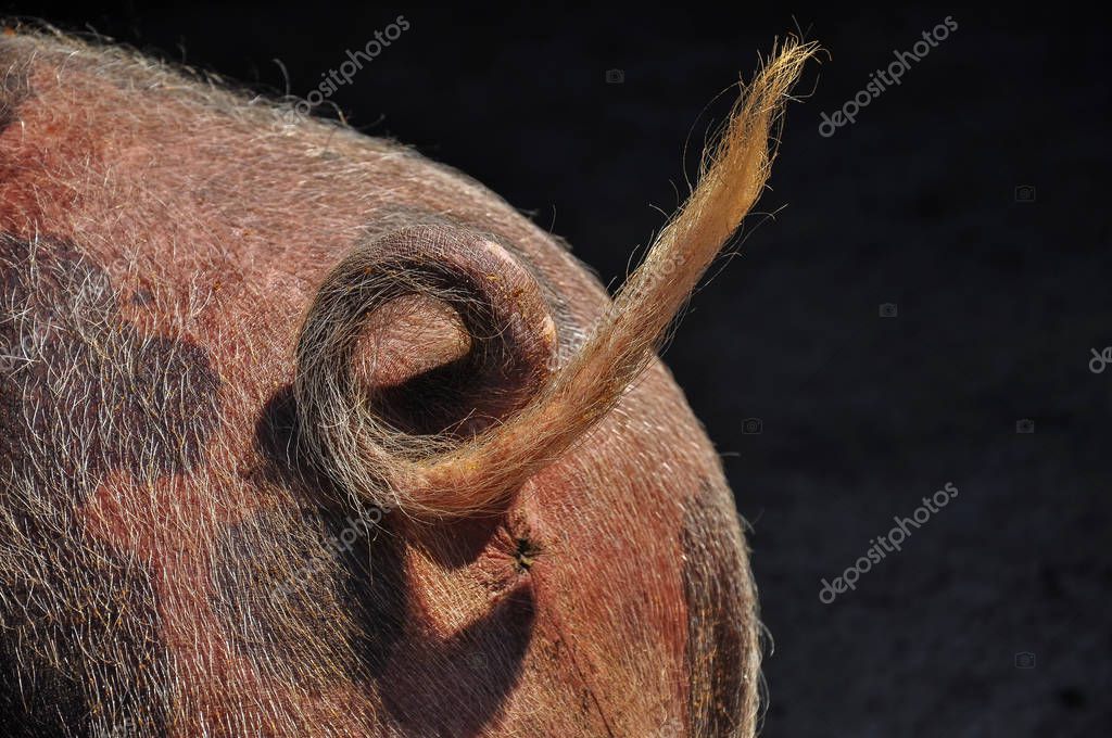 Pequeña cola de cerdo como símbolo de suerte 2022