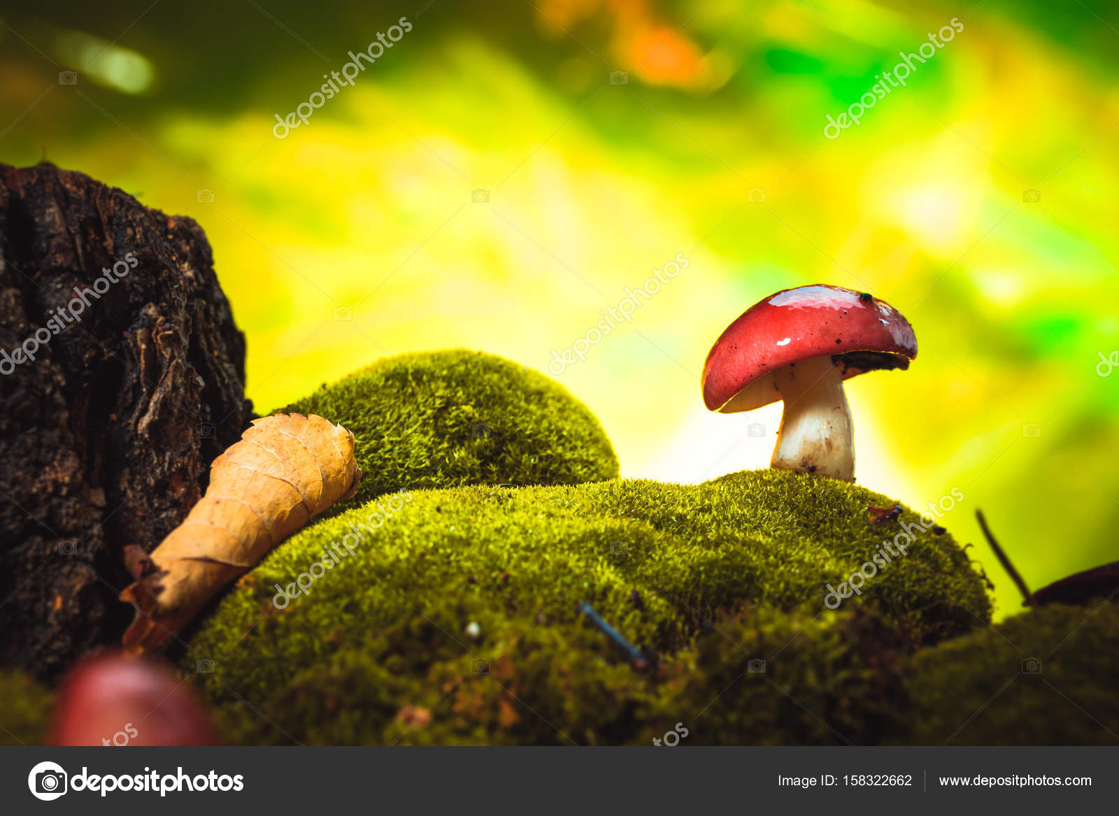 Fresh mushroom russula white stalk grows on moss — Stock Photo ...