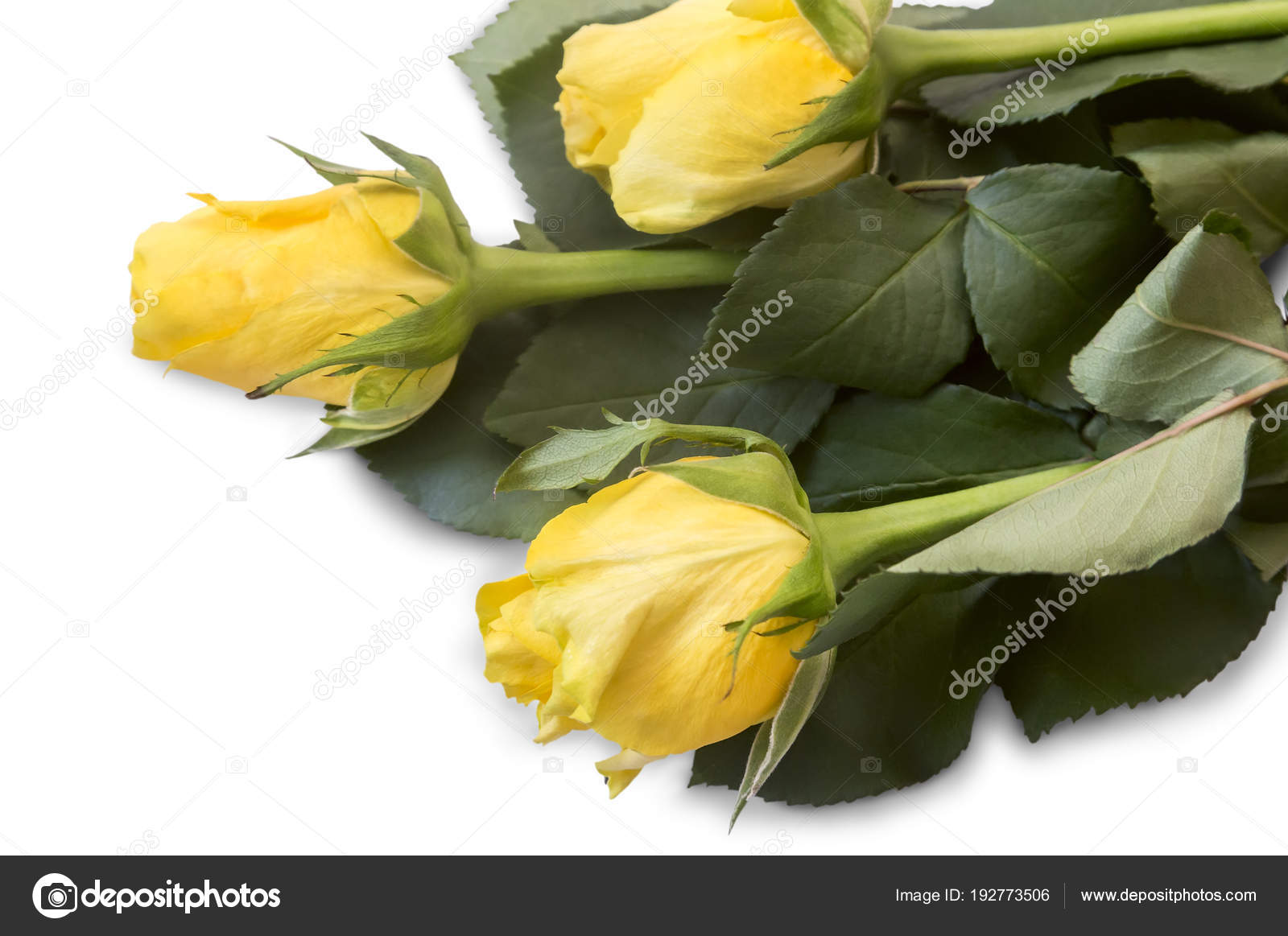 Three Beautiful Roses Leaves White Background — Stock Photo ...