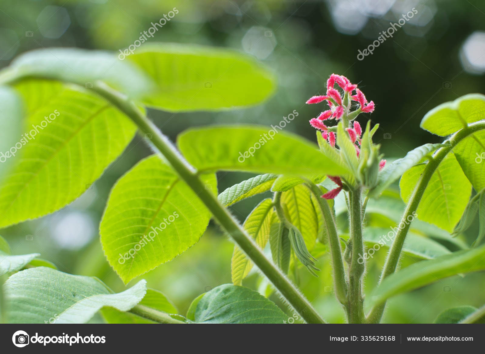 Walnut Tree Flowers