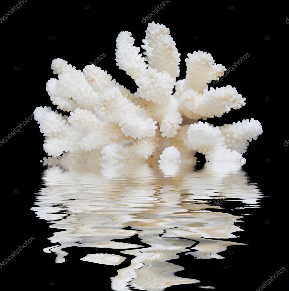 Coral blanco aislado sobre fondo negro 2022