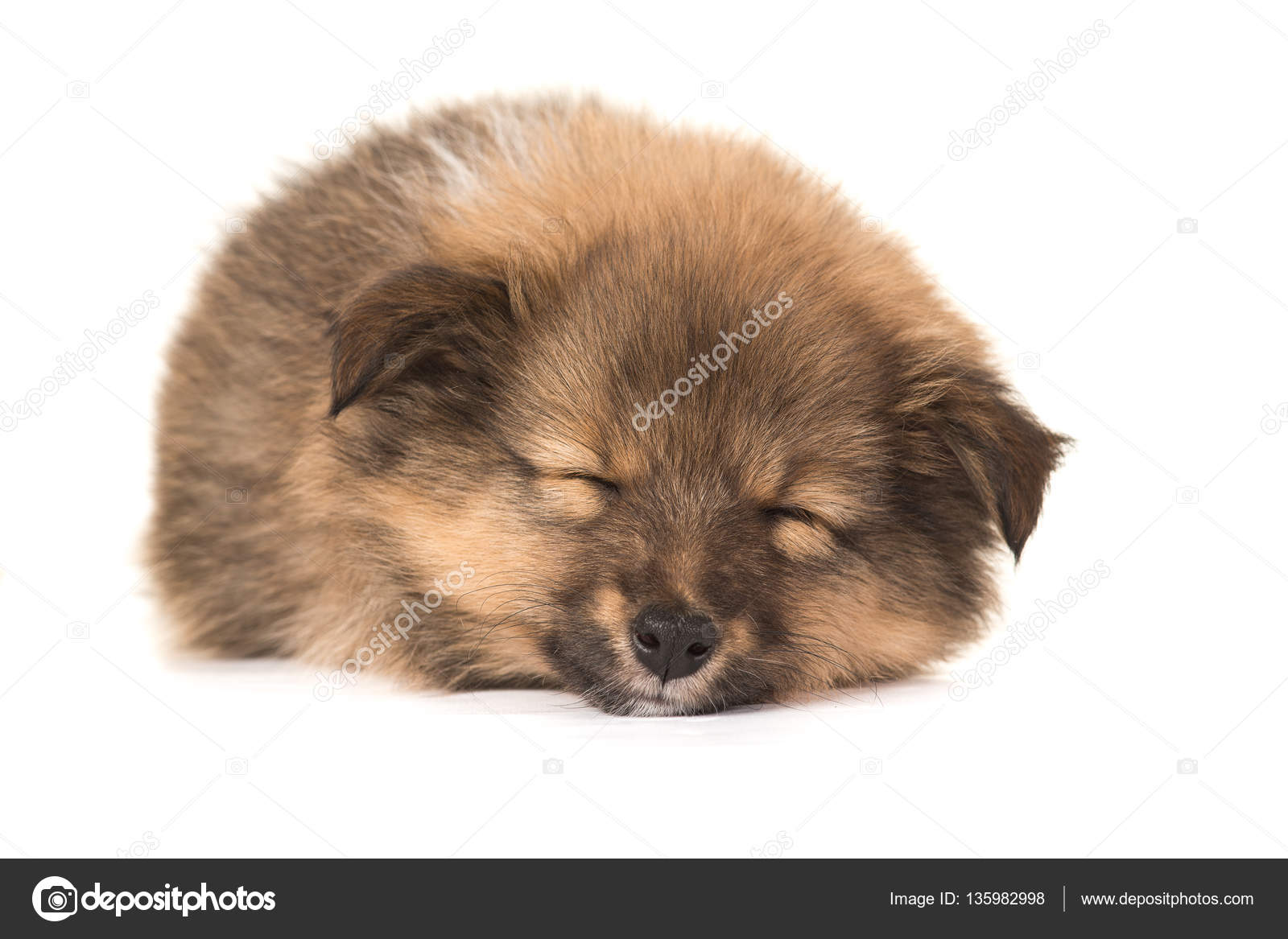 Sheltie Chow Mix Puppies