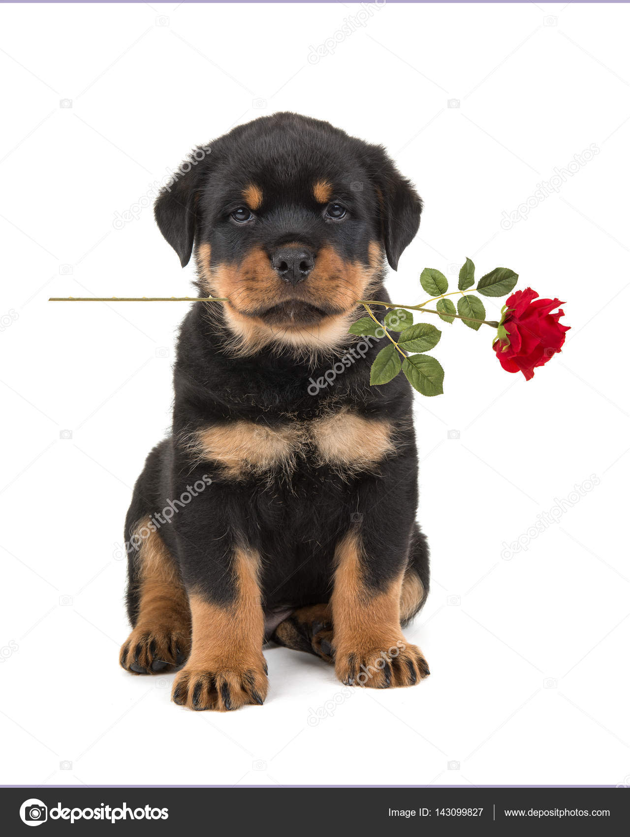 White Rottweiler Puppies