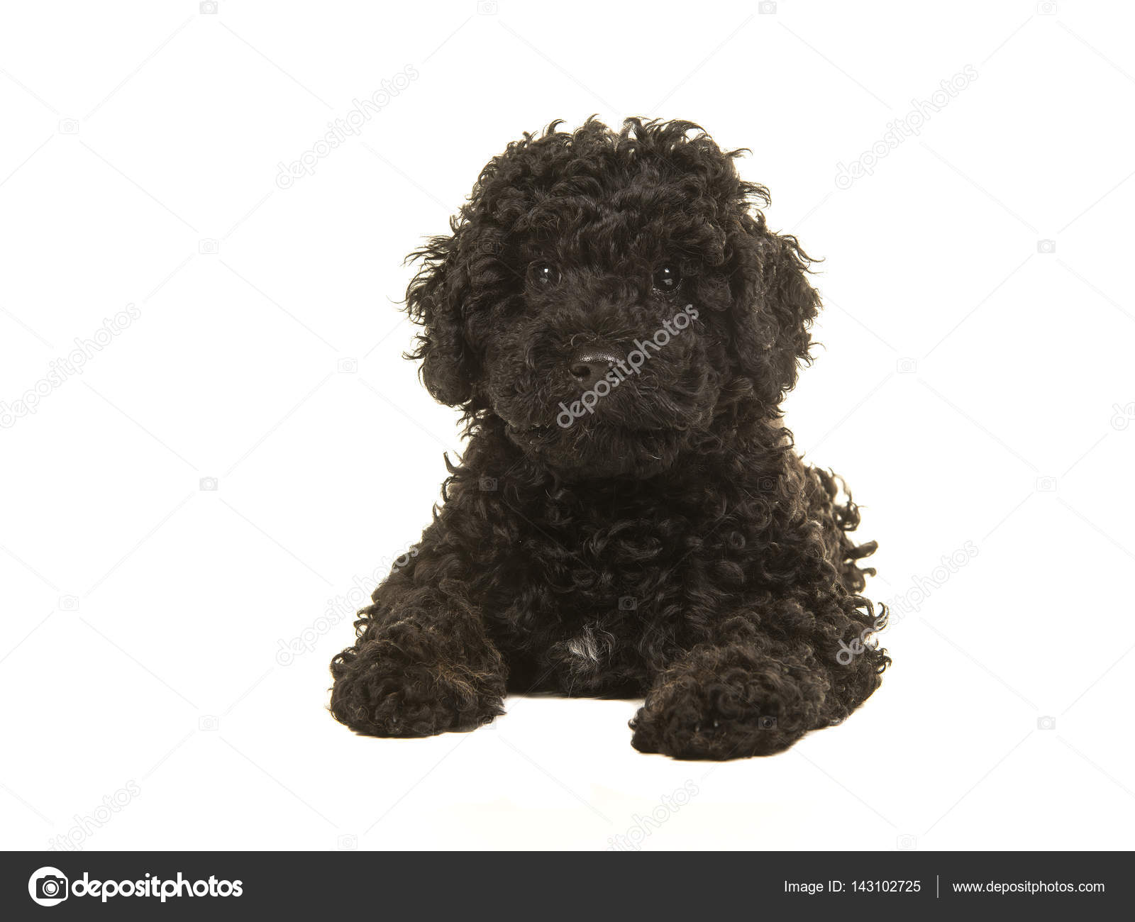 Toy Labradoodle Black