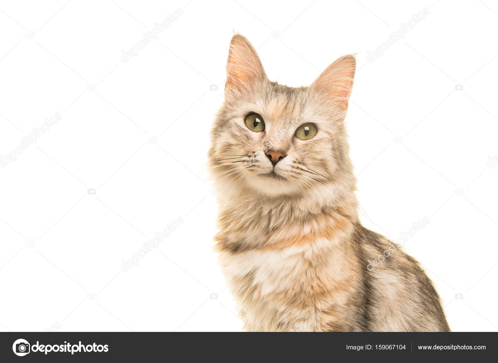 Tabby turkish angora cat portrait looking at the camera isolated on a ...