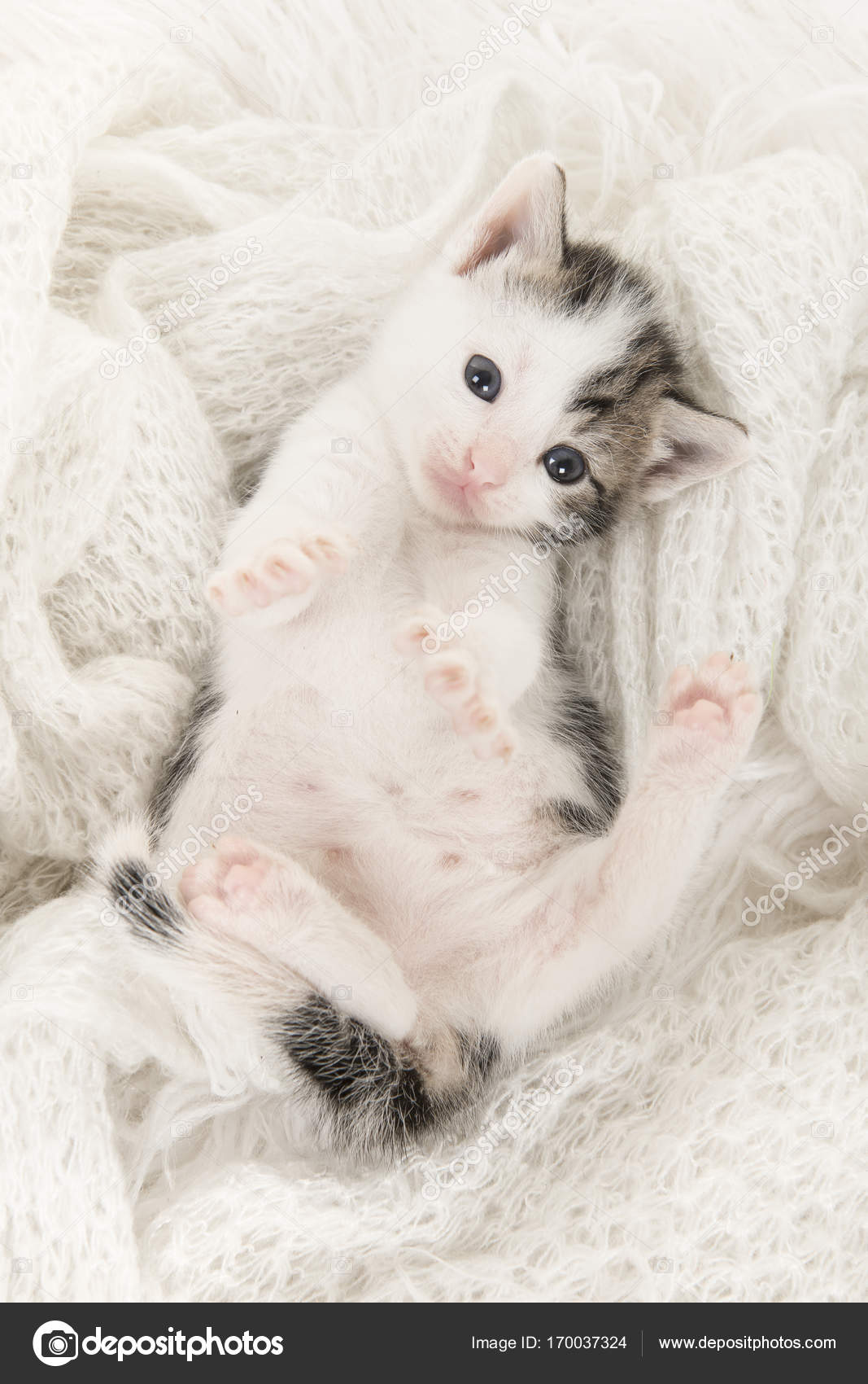 Really Cute White Baby Kittens
