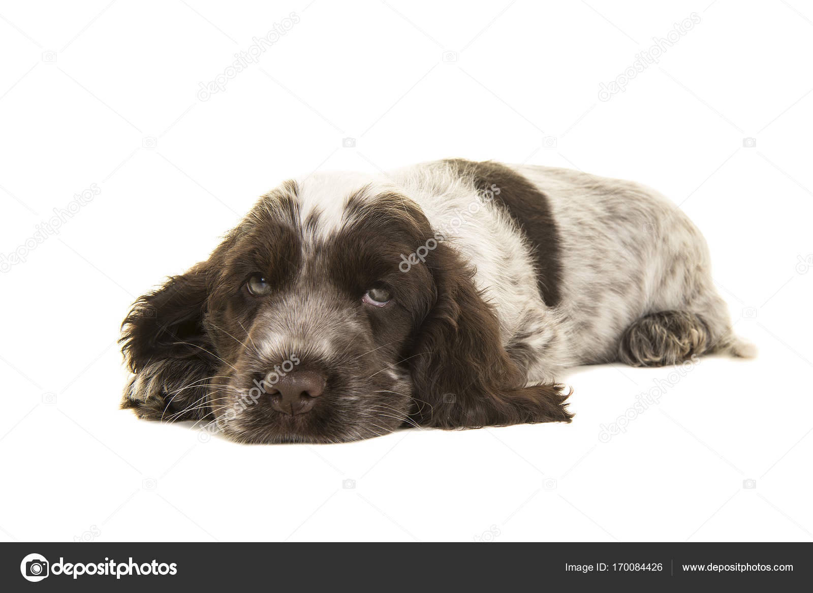 Chocolate And White Cocker Spaniel