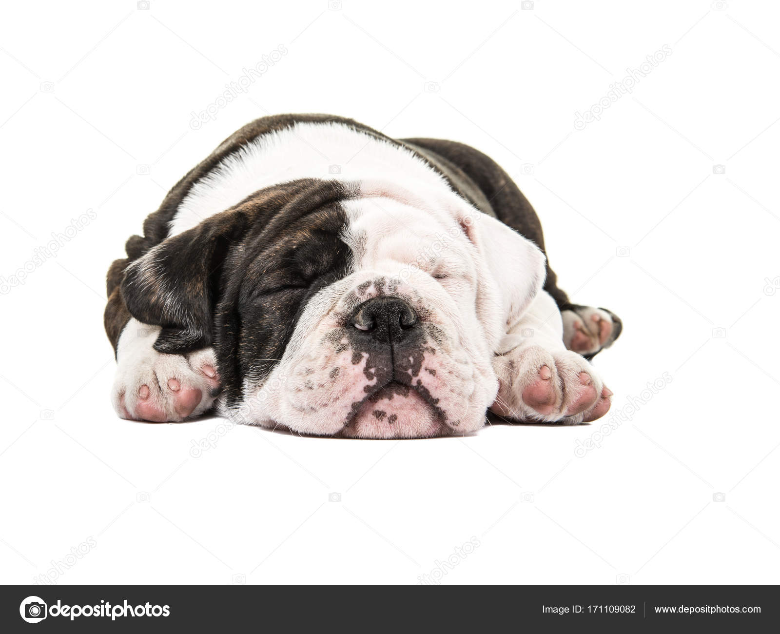 Sleeping English Bulldog
