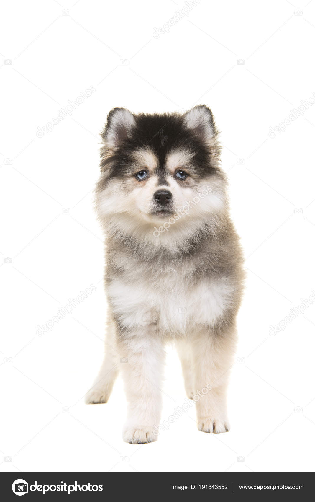 Pomsky Puppy With Blue Eyes