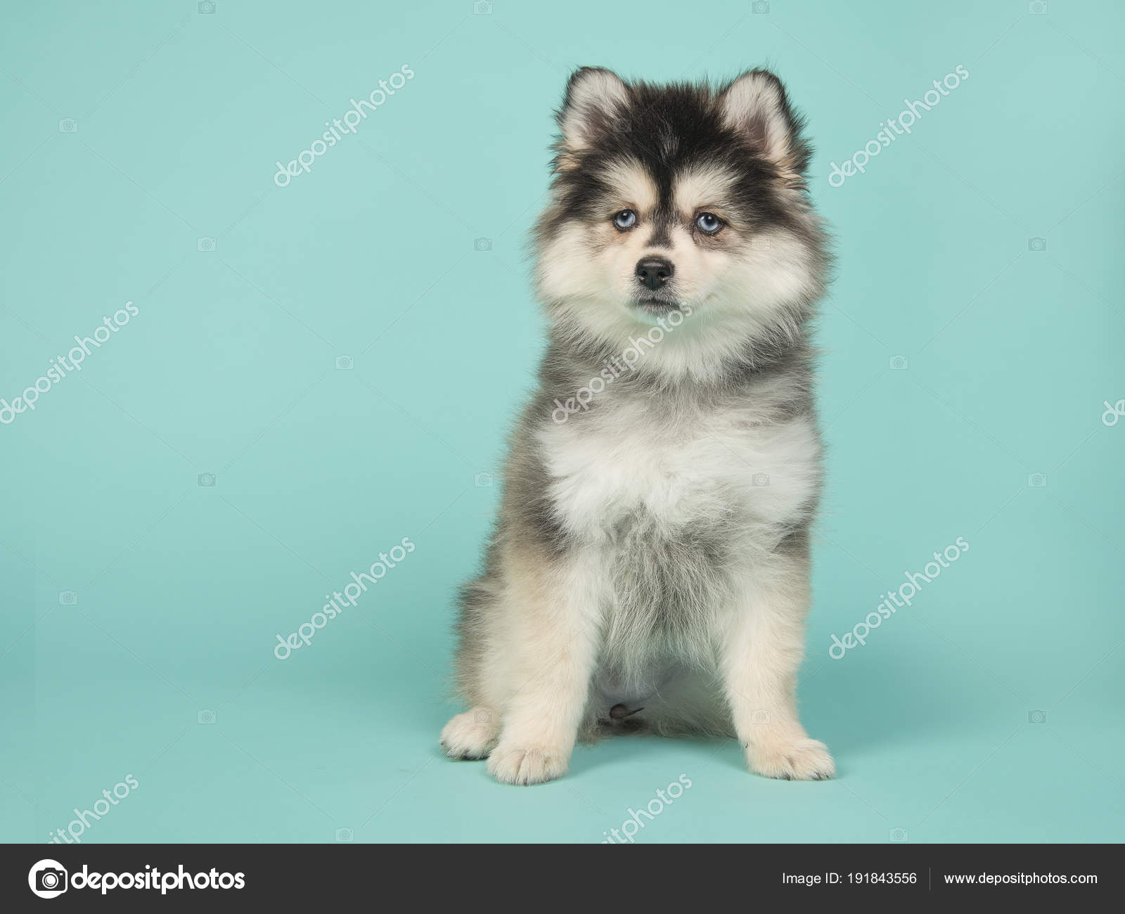 Cute pomsky puppy sitting on a turquoise blue background Stock Photo by ...