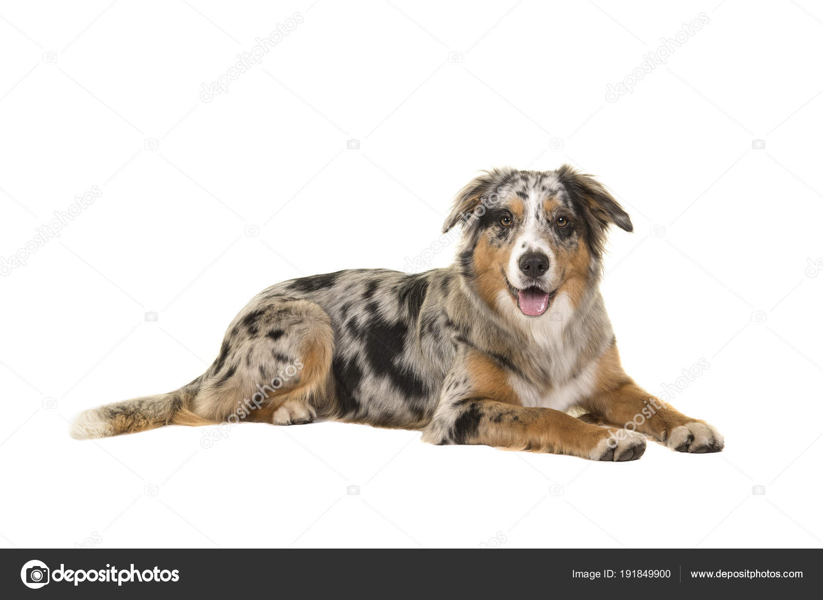 Son Raros Los Perros Merle