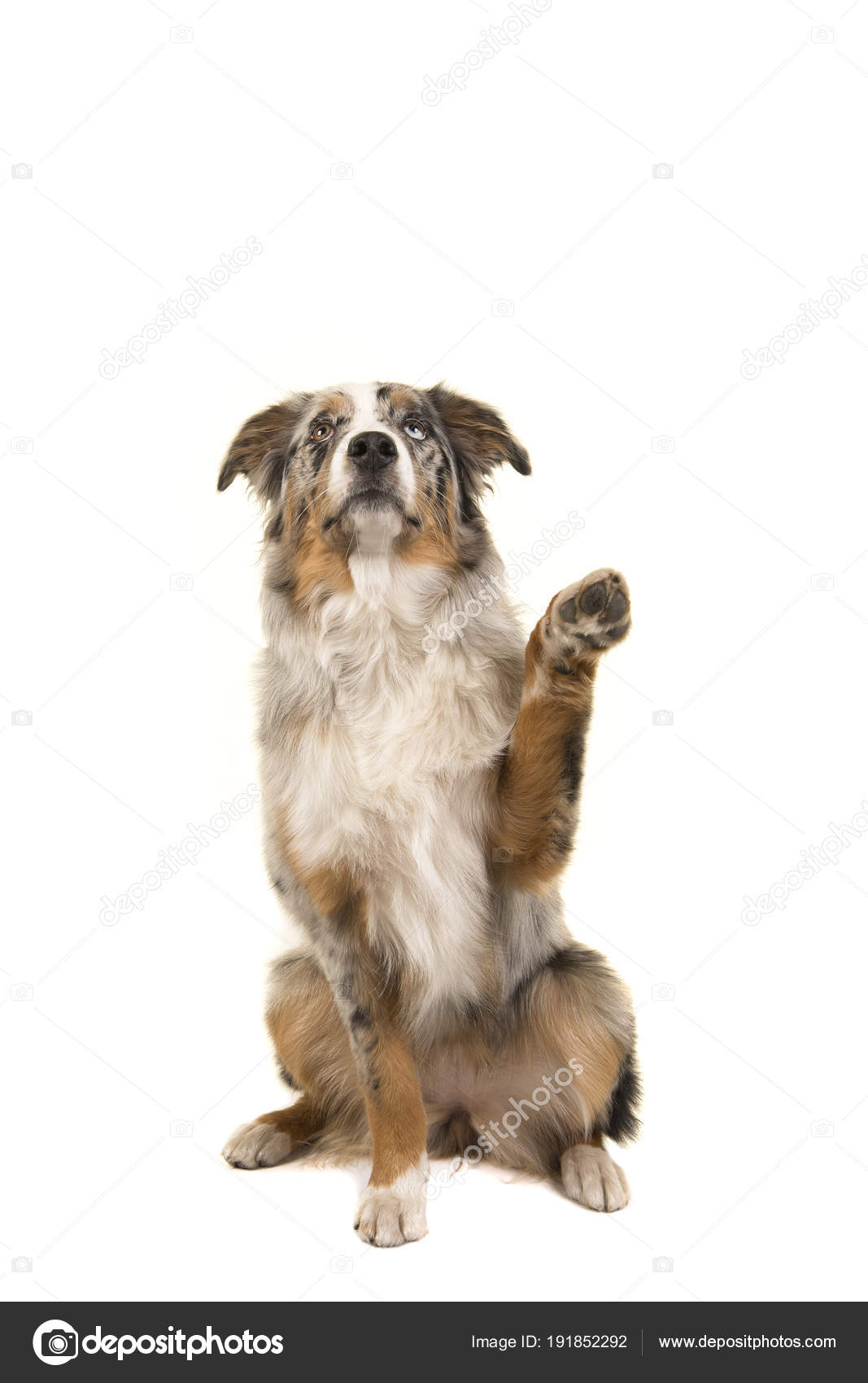 Odd eyed blue merle australian shepherd dog sitting looking up w Stock ...