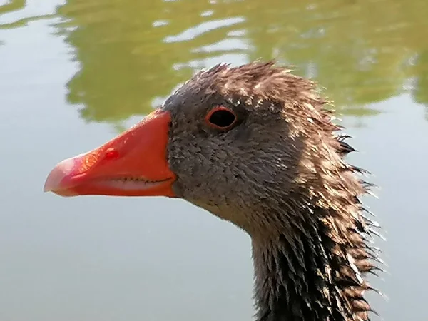 Olho de pato Stock Photos, Royalty Free Olho de pato Images | Depositphotos