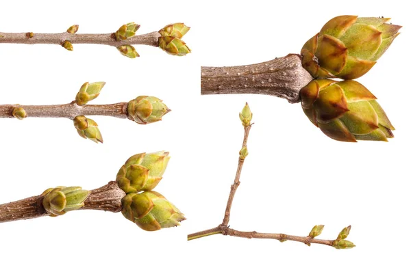 Tipos de brotes Stock Photos, Royalty Free Tipos de brotes Images ...