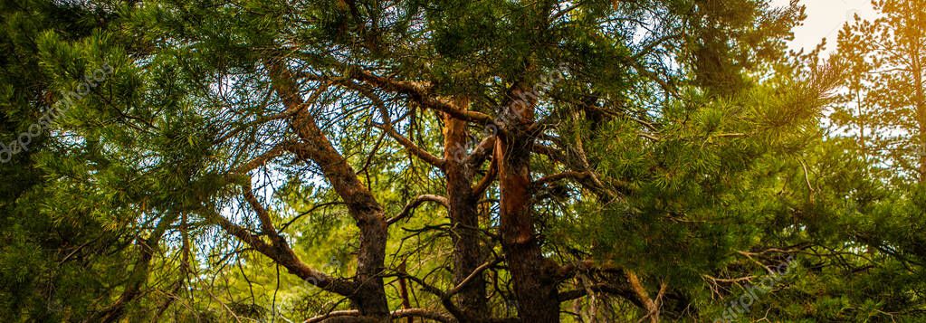 Nature couple tree Stock Photos, Royalty Free Nature couple tree Images ...