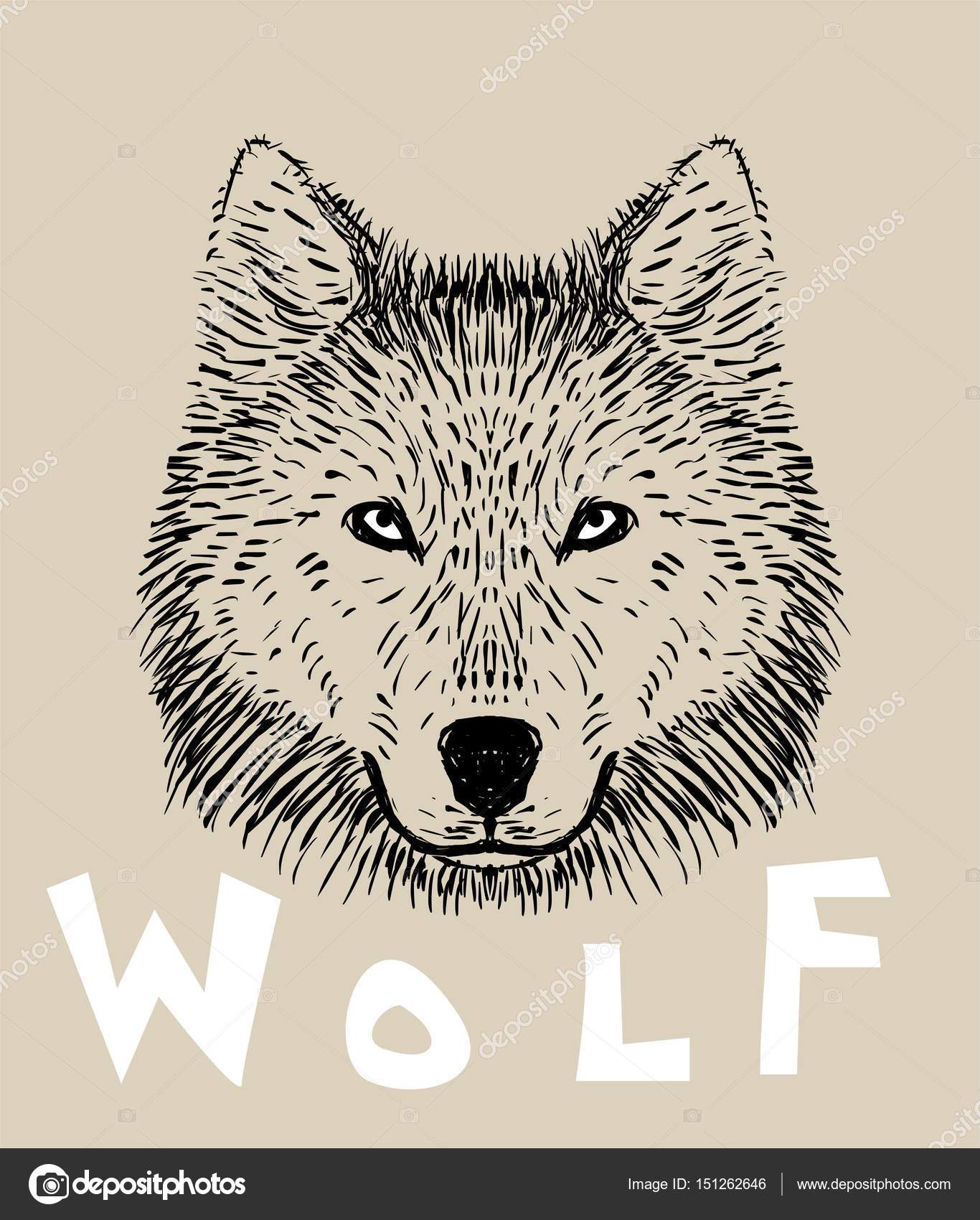 Wolf hand drawn illustration Stock Illustration by ©vabadov #151262646