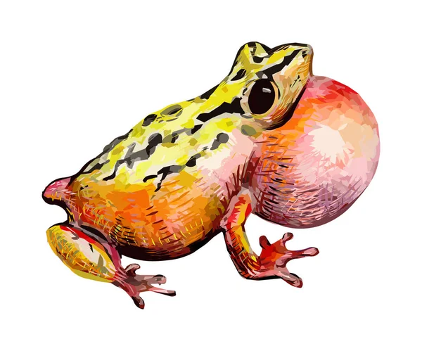 Žába kreslena stock fotografie, royalty free Žába kreslena obrázky ...