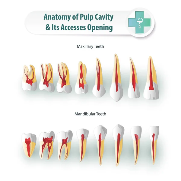 Dental Anatomy 2 Stock Vector Image by ©Sergey7777 #156810532