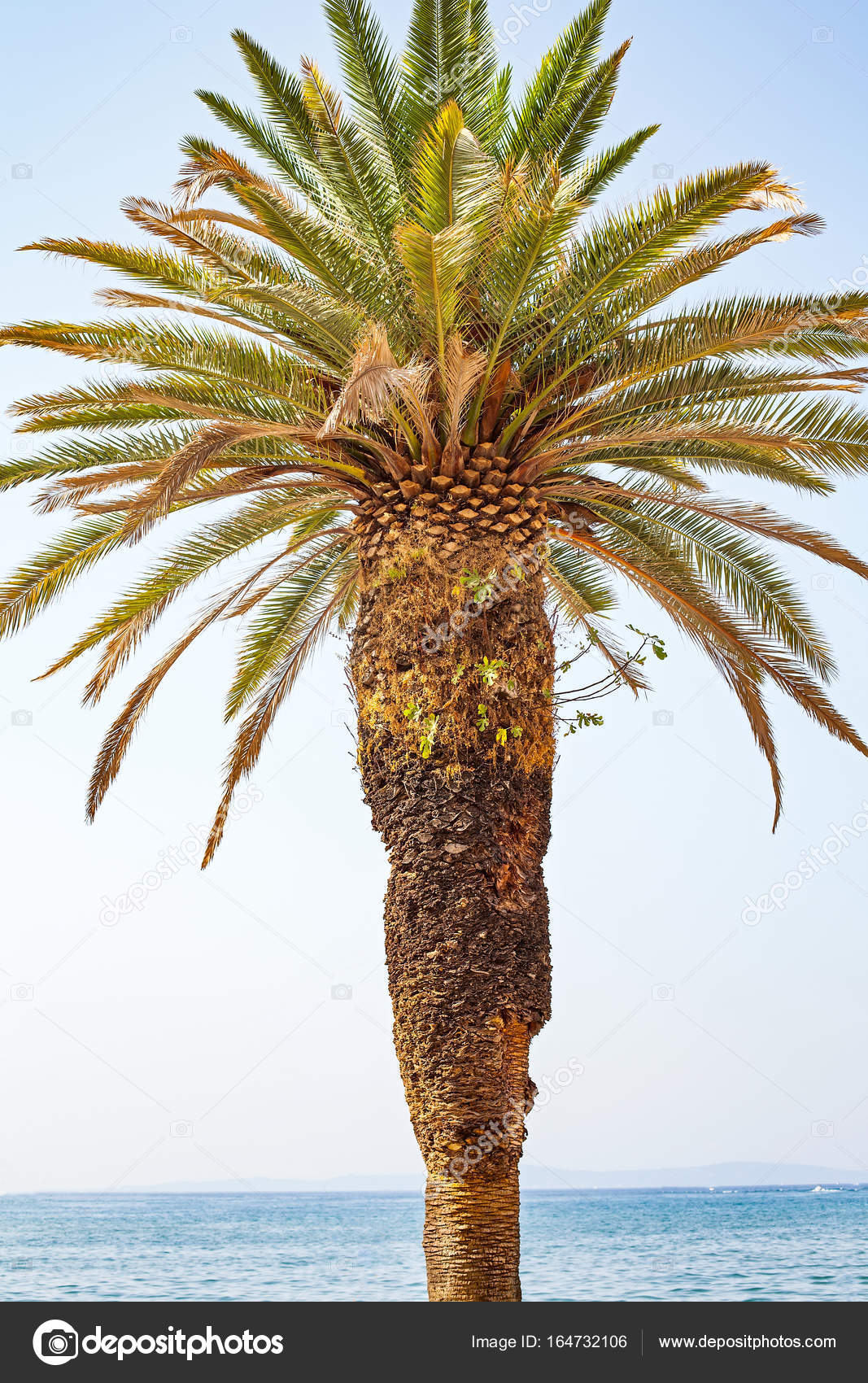 Palm trees in Split, Croatia Stock Photo by ©ocskaymark 164732106
