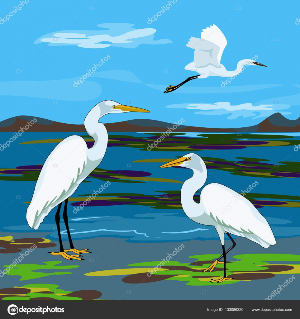 Gran Garza (Gran Garza Blanca ) Vector de stock #133086320 de ©O.Savchyn