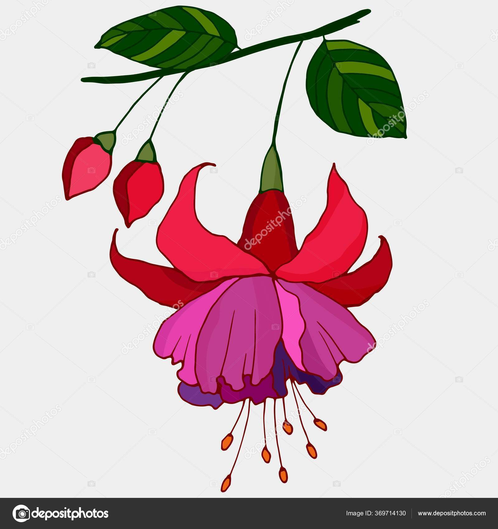 Isolate Light Background Fuchsia Flower Vector Illustration Isolate ...