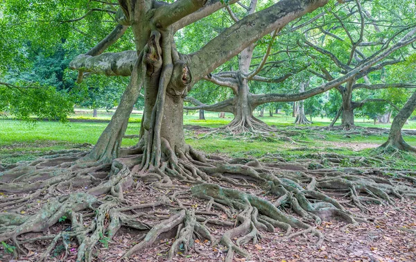 Tree roots — Stock Photo © DmitryRukhlenko #4520594 Tree roots — Stock Photo © DmitryRukhlenko #4520594