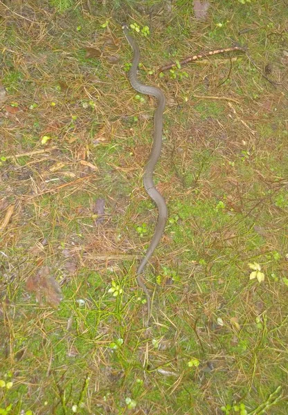 La serpiente de hierba (Natrix Natrix) es el esna no venenoso más común ...