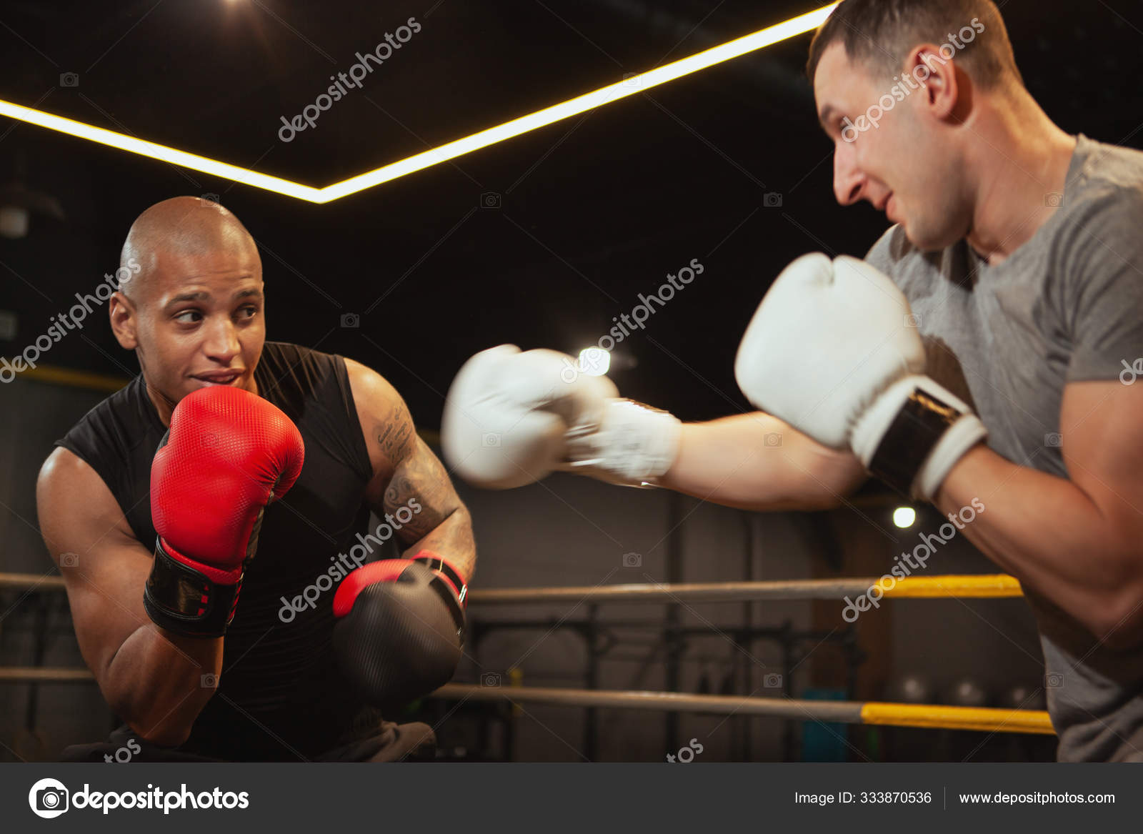 Will Two Male Boxers Get Along