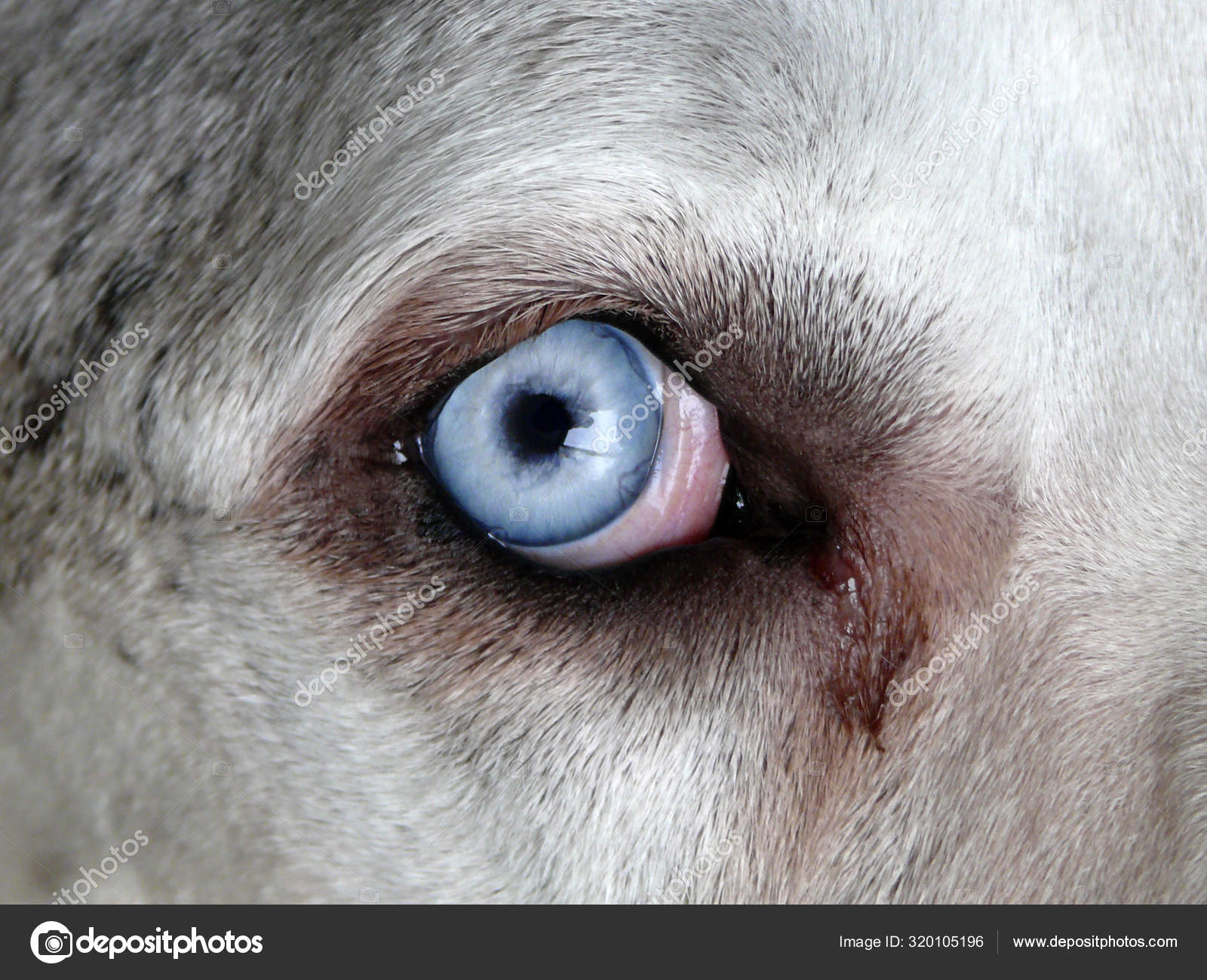 Great Dane Blue Eyes