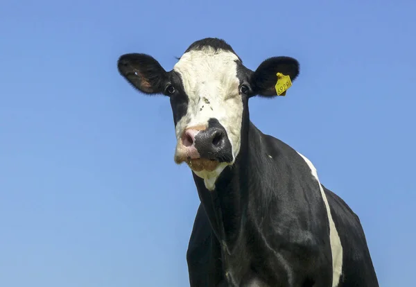 Vaca perdida Stock Photos, Royalty Free Vaca perdida Images | Depositphotos