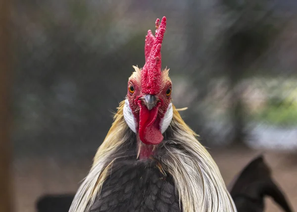 Red rooster comb Stock Photos, Royalty Free Red rooster comb Images ...