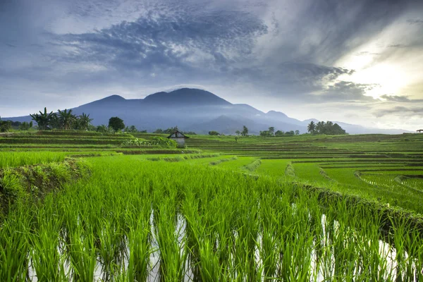 the beauty of rice paddies with green rice, morning sunshine along with ...
