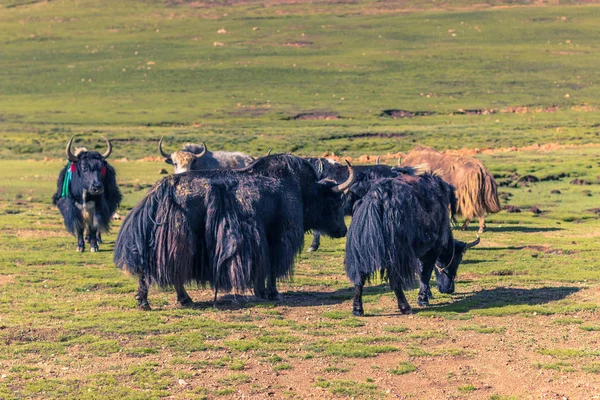 Yaks Stock Photos, Royalty Free Yaks Images | Depositphotos