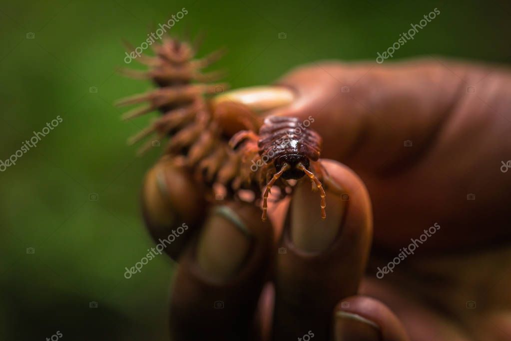 Parque Nacional Manu, Perú - 07 de agosto de 2017: Ciempiés silvestres ...
