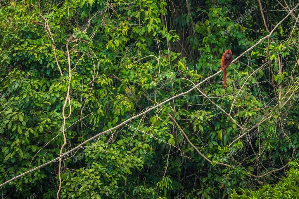Parque Nacional del Manu, Perú - 07 de agosto de 2017: Mono aullador en ...