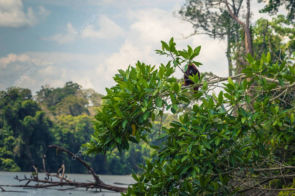 Parque Nacional del Manu, Perú - 07 de agosto de 2017: Mono aullador en ...