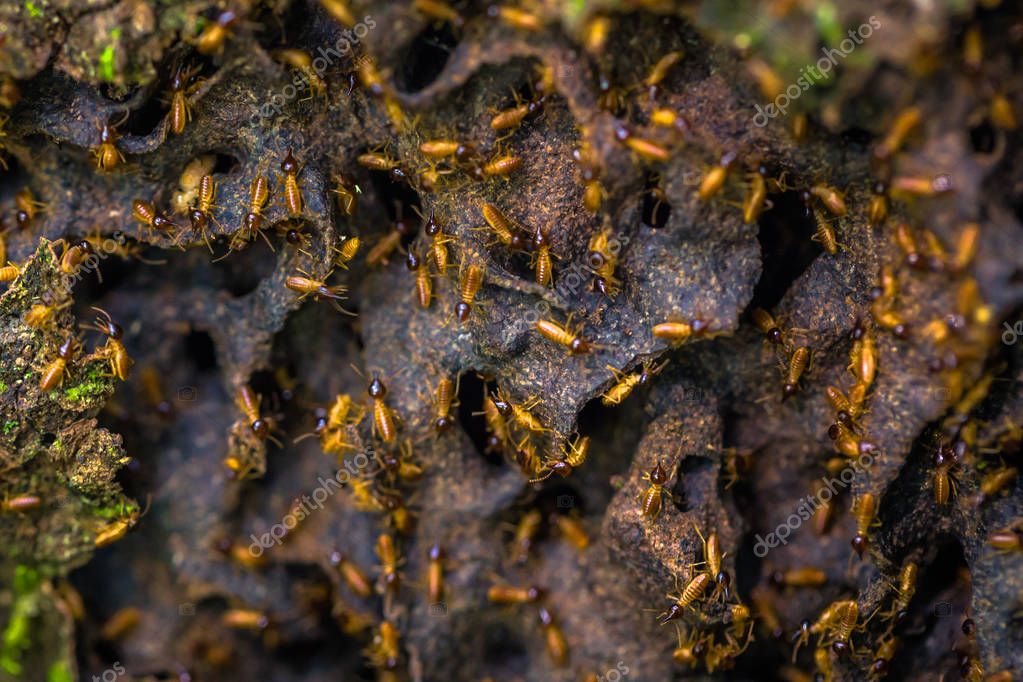 Parque Nacional del Manu, Per - 10 de agosto de 2017: Colmena de ...