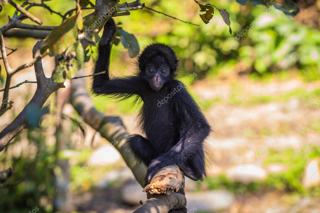 Parque Nacional del Manu, Perú - 11 de agosto de 2017: Mono araña bebé ...