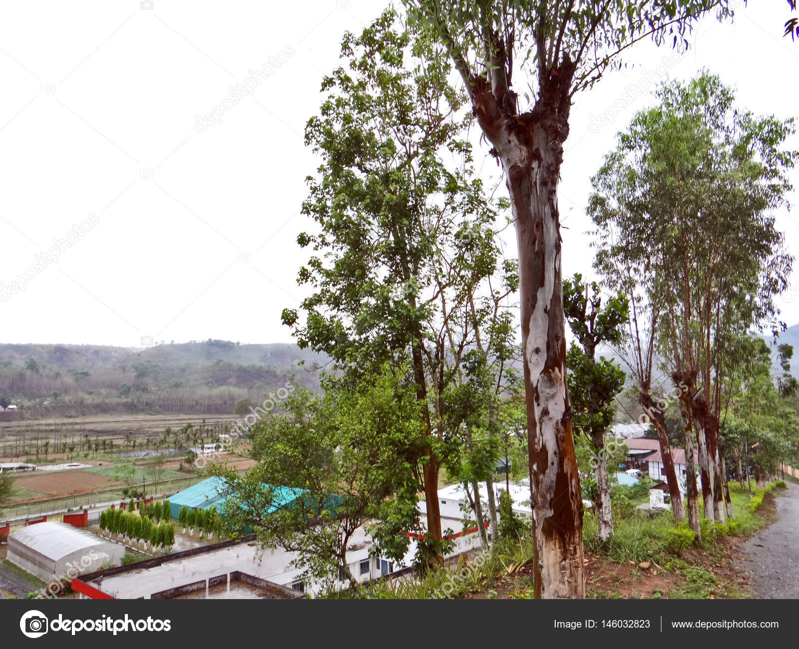 Tree and plants, the protector of the nature — Stock Photo © mdswriter ...