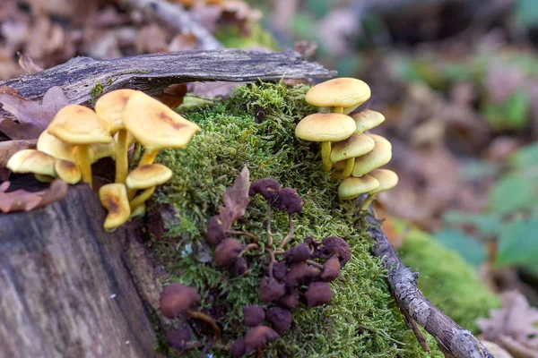 Saprophytes Stock Photos, Royalty Free Saprophytes Images | Depositphotos®