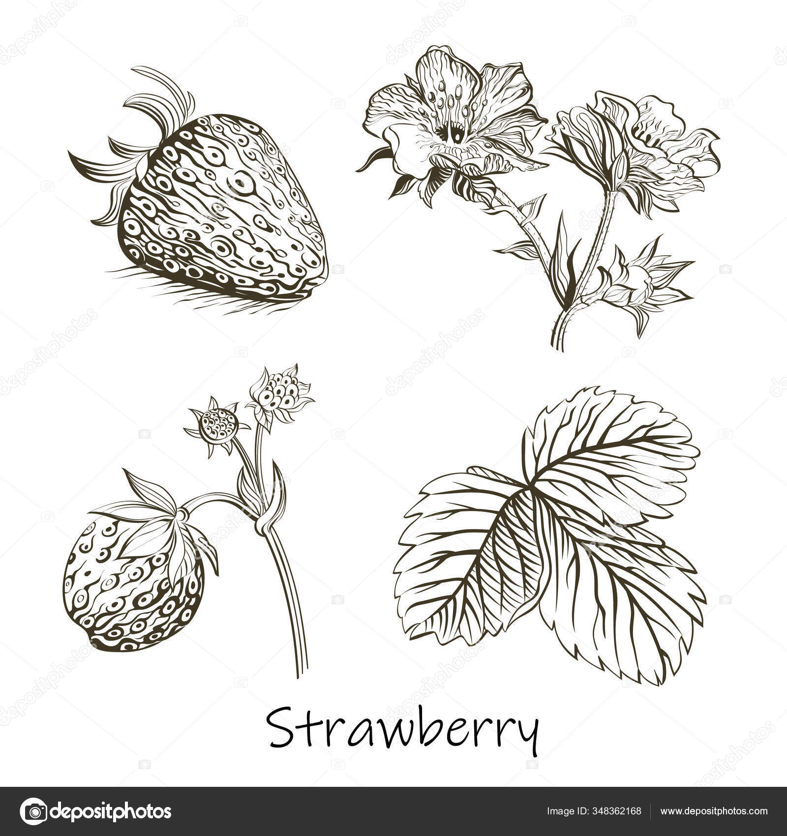 Ink Strawberry Herbal Illustration Strawberry Flowers Leaves Set Hand ...