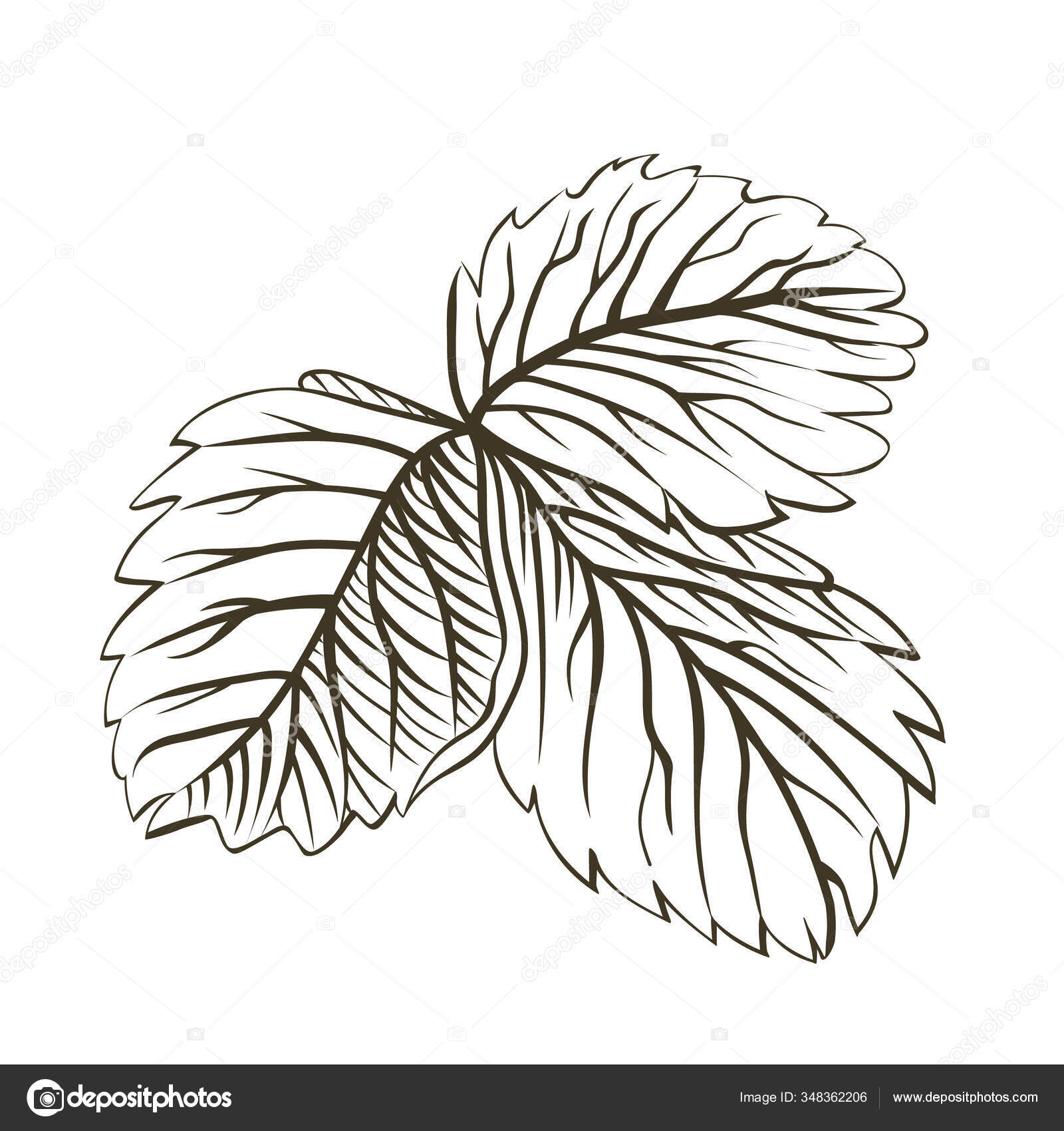 Ink Strawberry Herbal Illustration Strawberry Flowers Leaves Set Hand ...