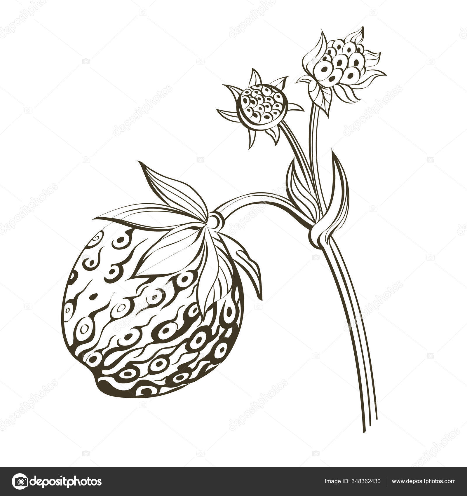 Ink Strawberry Herbal Illustration Strawberry Flowers Leaves Set Hand ...
