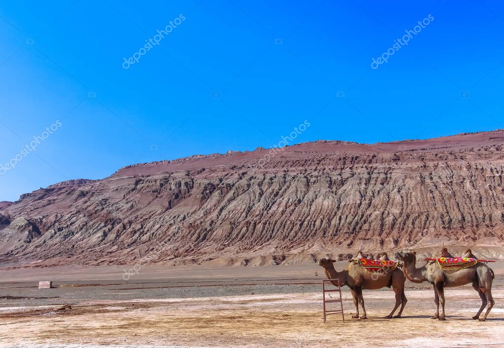 Los camellos bactrianos fueron el principal medio de transporte para la ...