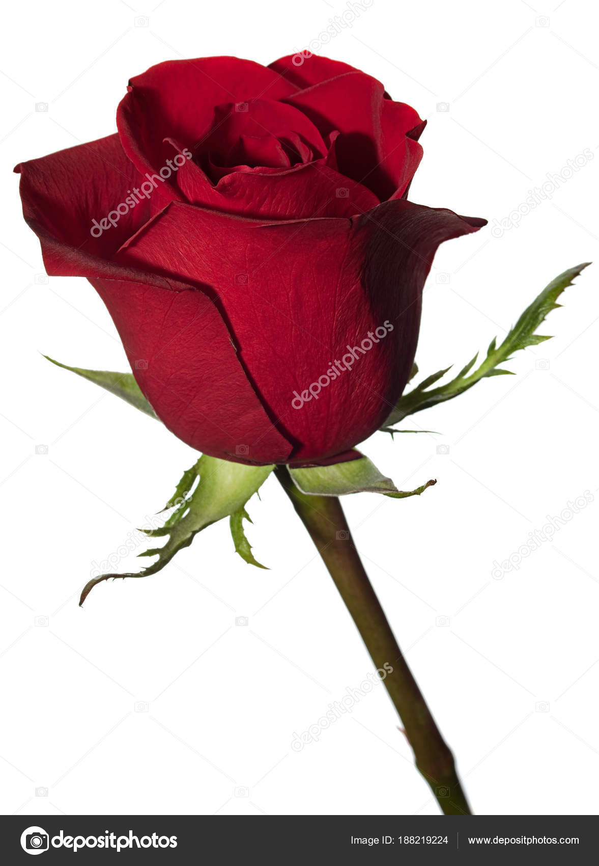 Rose head Stock Photo by ©jimbo3904 188219224