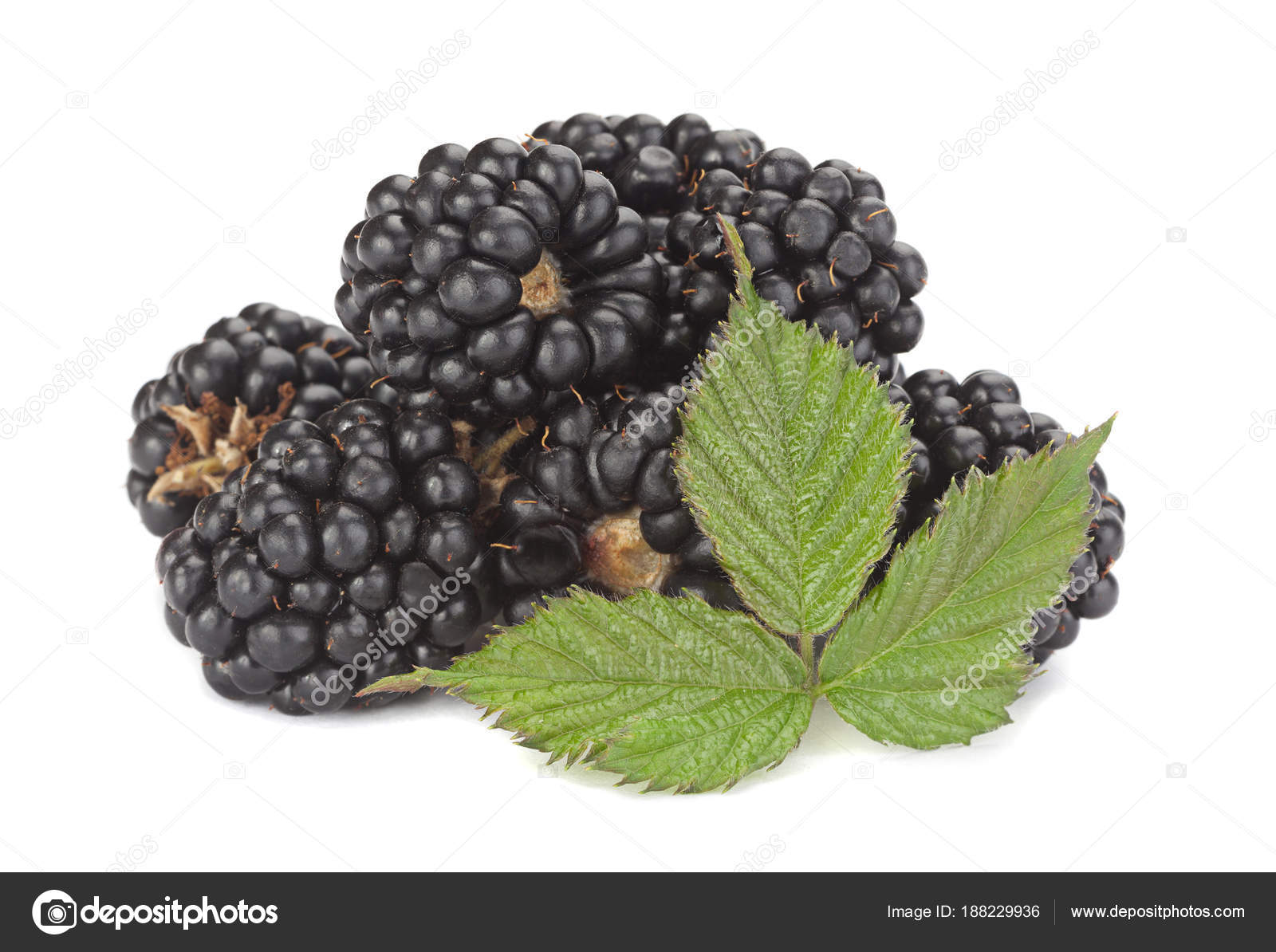 White Blackberry Fruit