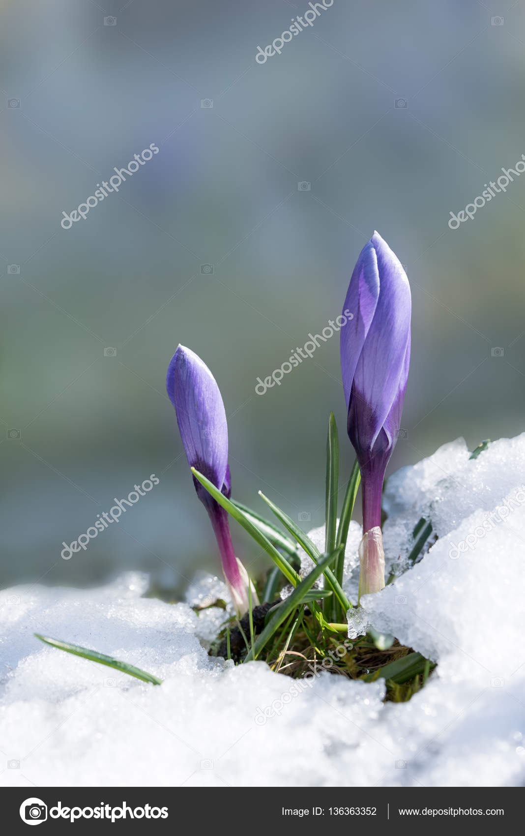 Purple crocus buds in the snow — Stock Photo © SusaZoom #136363352