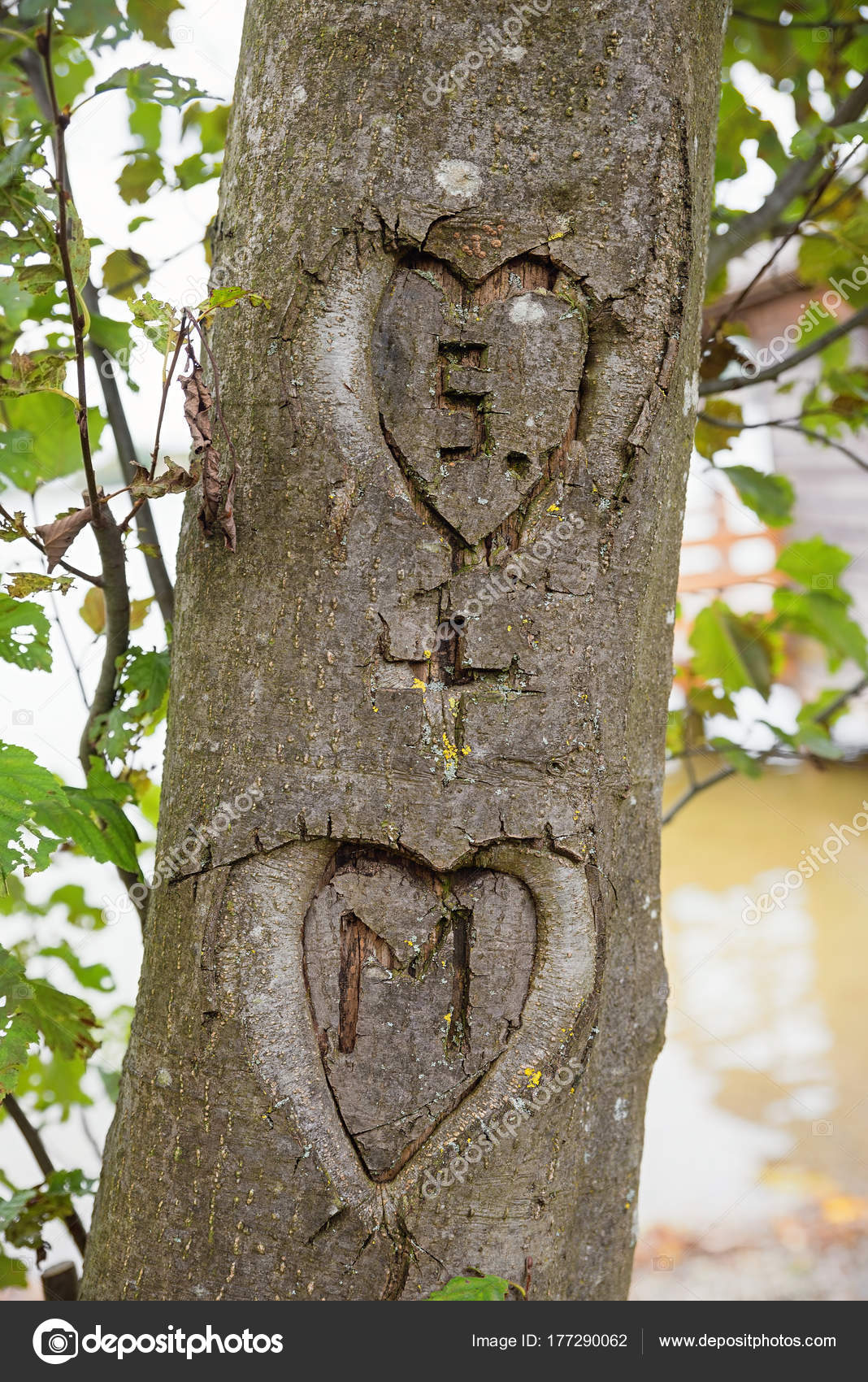 Heart Carved In Tree