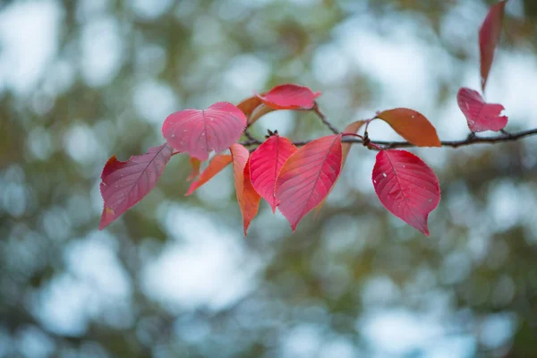 Pink leaves Stock Photos, Royalty Free Pink leaves Images | Depositphotos